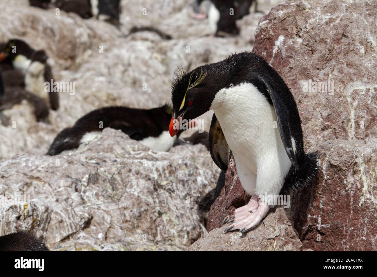 rockhopper penguin jumping Stock Photo - Alamy