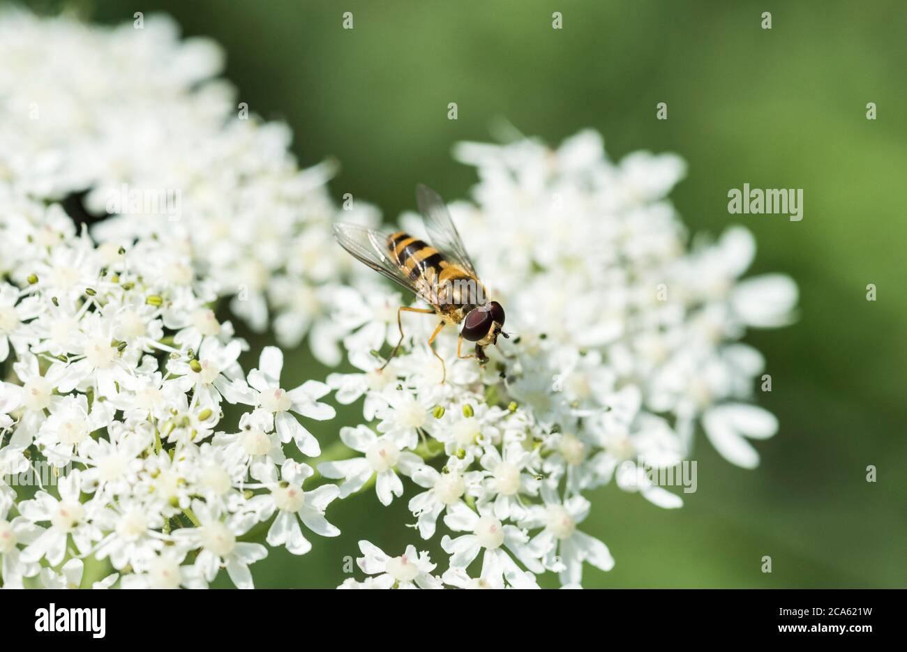 Common banded hoverfly hi-res stock photography and images - Alamy