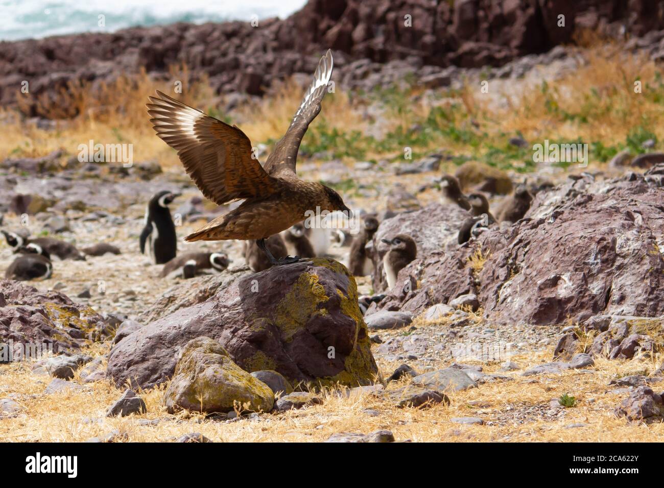 Species skua hi-res stock photography and images - Alamy