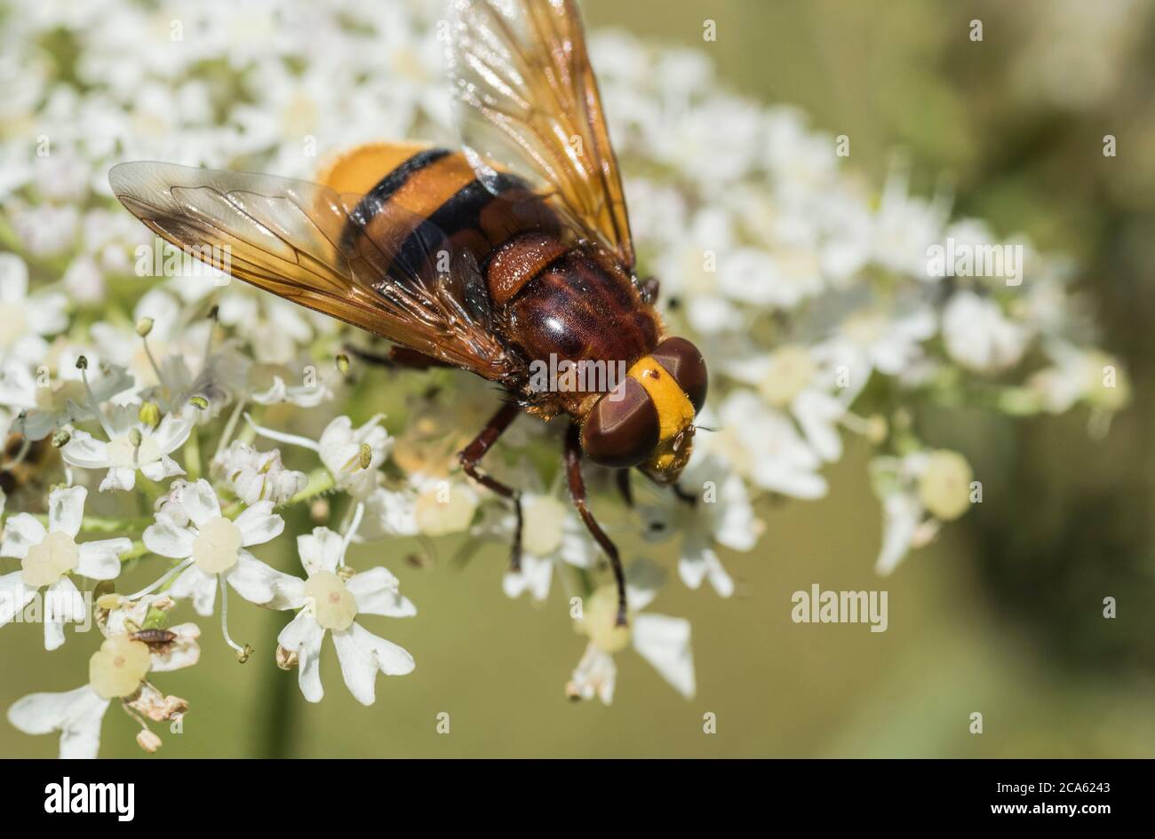 The Hornet mimic hoverfly (Volucella zonaria Stock Photo - Alamy