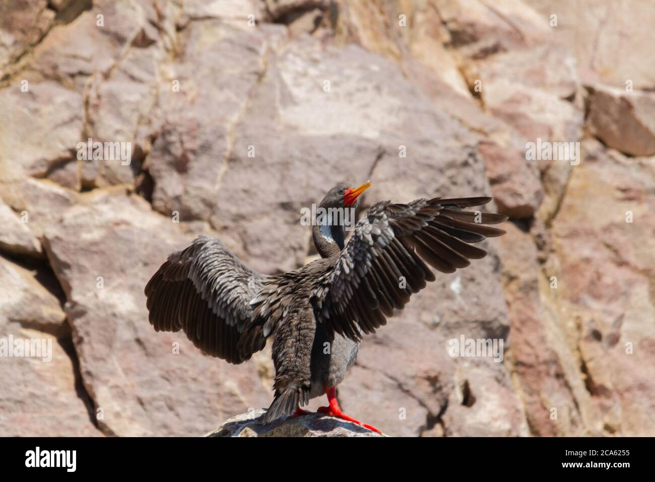 Gray cormoran hi-res stock photography and images - Alamy