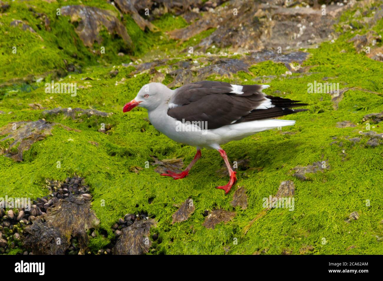 Adult specimen of gray gull on the coast with algae and rocks Stock ...