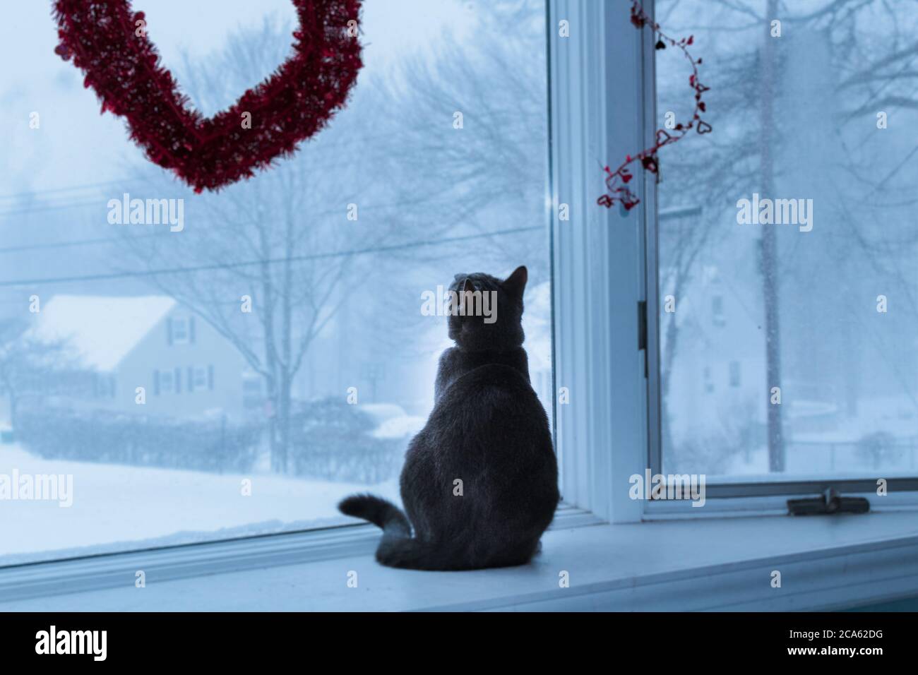 Cat on a Windowsill Stock Photo - Alamy