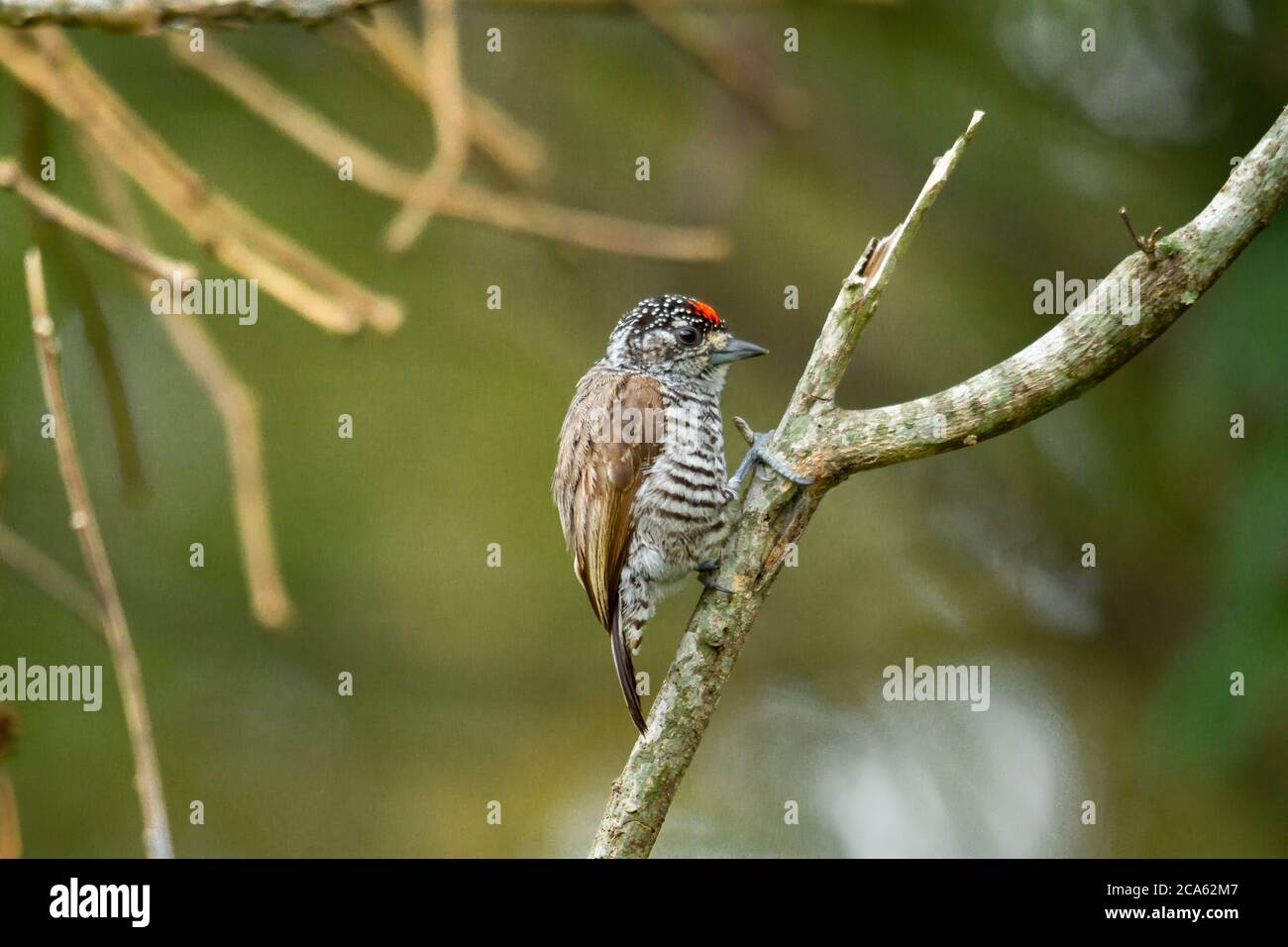 Green barred woodpecker colaptes melanochloros hi-res stock photography ...