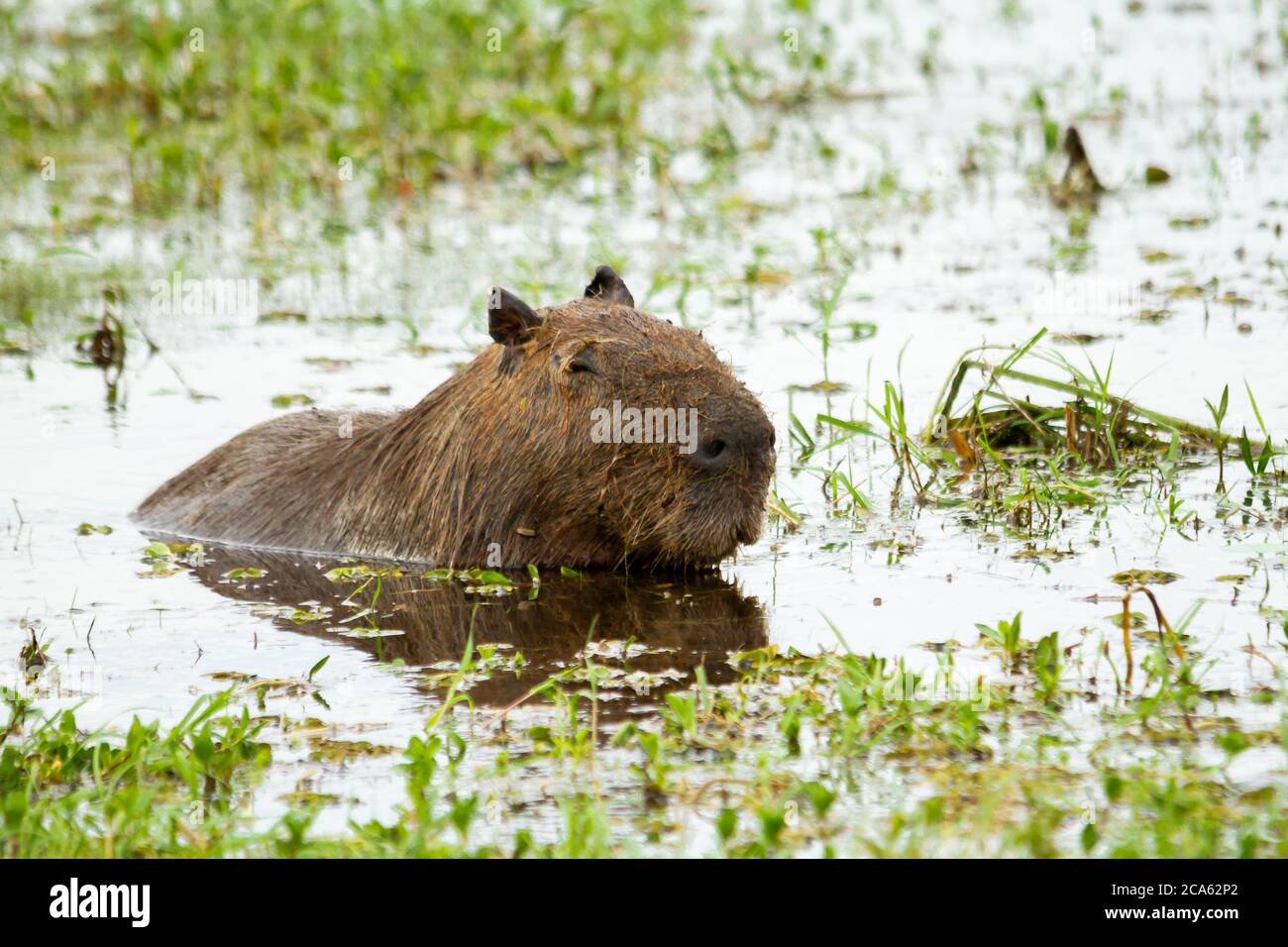 Capibara capibara hi-res stock photography and images - Alamy