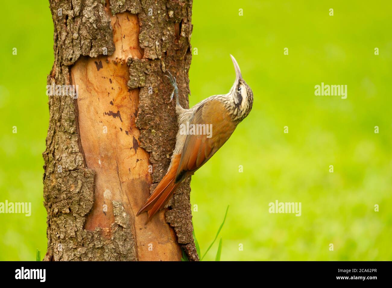 Brazilian woodpecker hi-res stock photography and images - Alamy