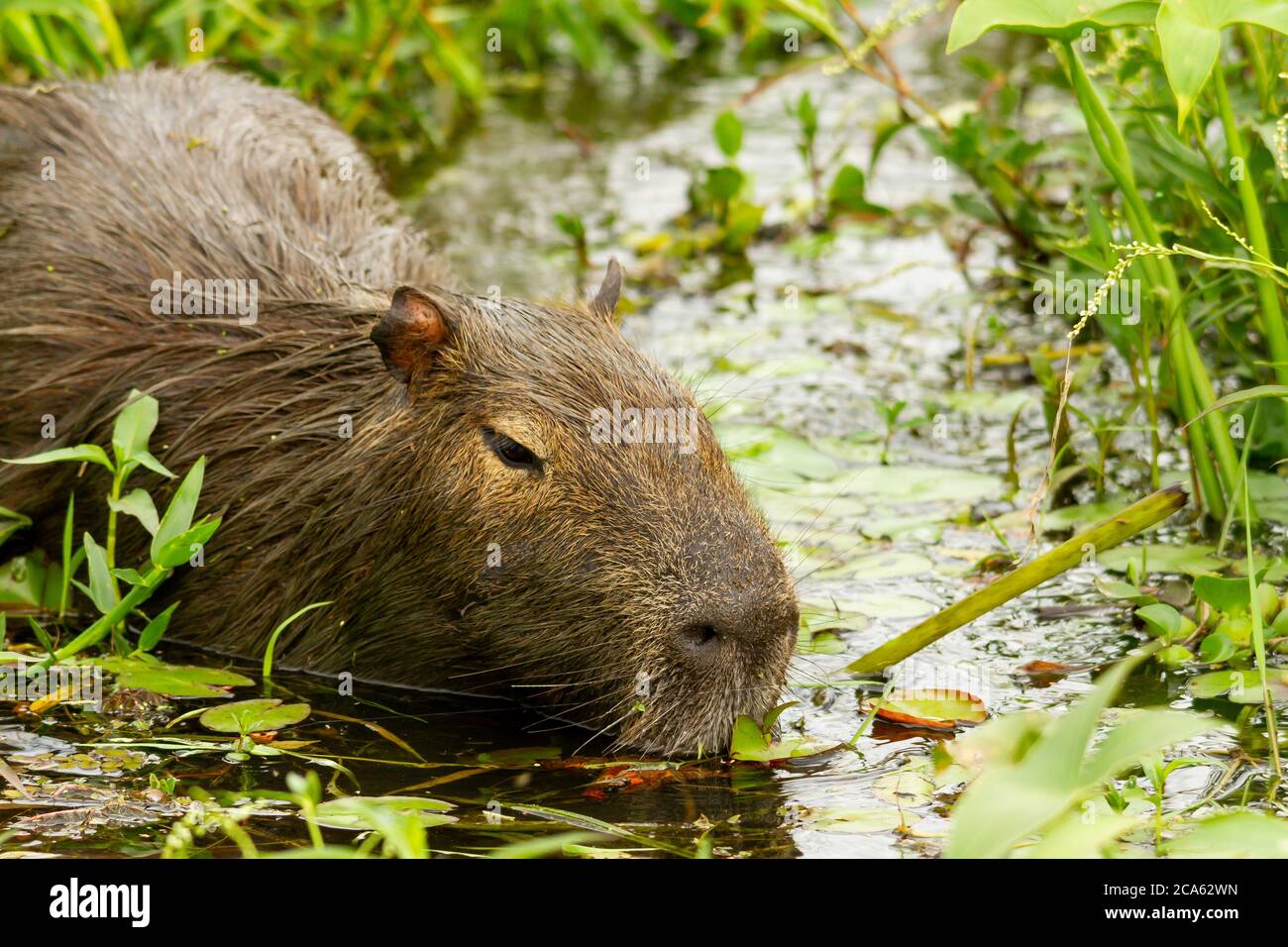 Capibara resting in Ibera Wetland Stock Photo - Alamy