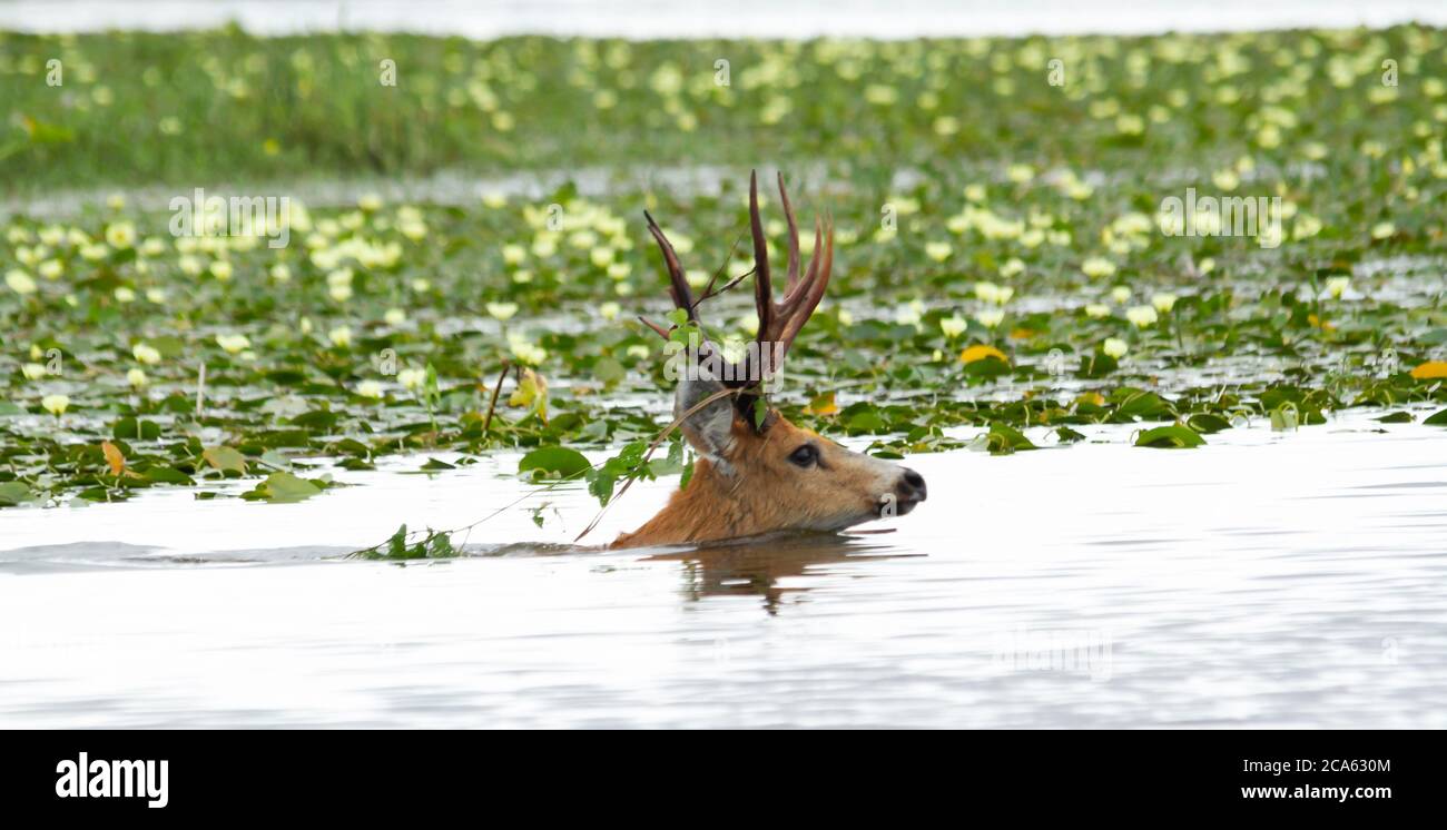 Adult male in swamp hi-res stock photography and images - Alamy