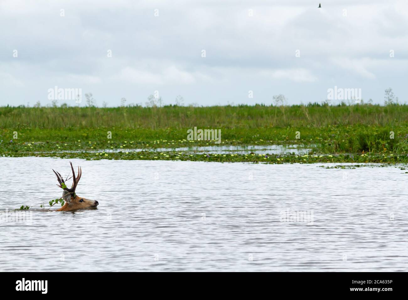 Adult male swamp deer crossing the river in the Ibera wetland in ...