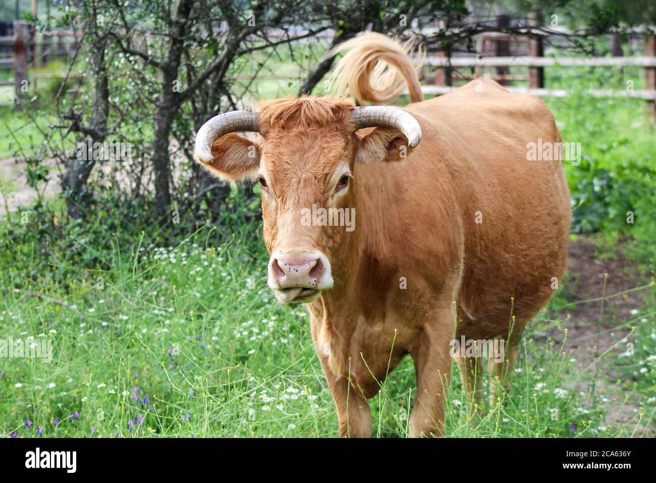 Angry cow hi-res stock photography and images - Alamy