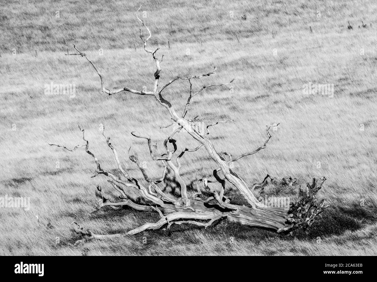 Dead and decaying English oak tree laying in a field Stock Photo - Alamy