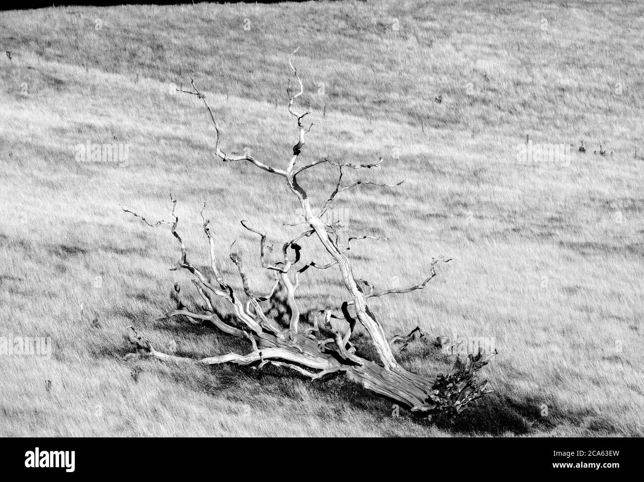 Dead and decaying English oak tree laying in a field Stock Photo - Alamy