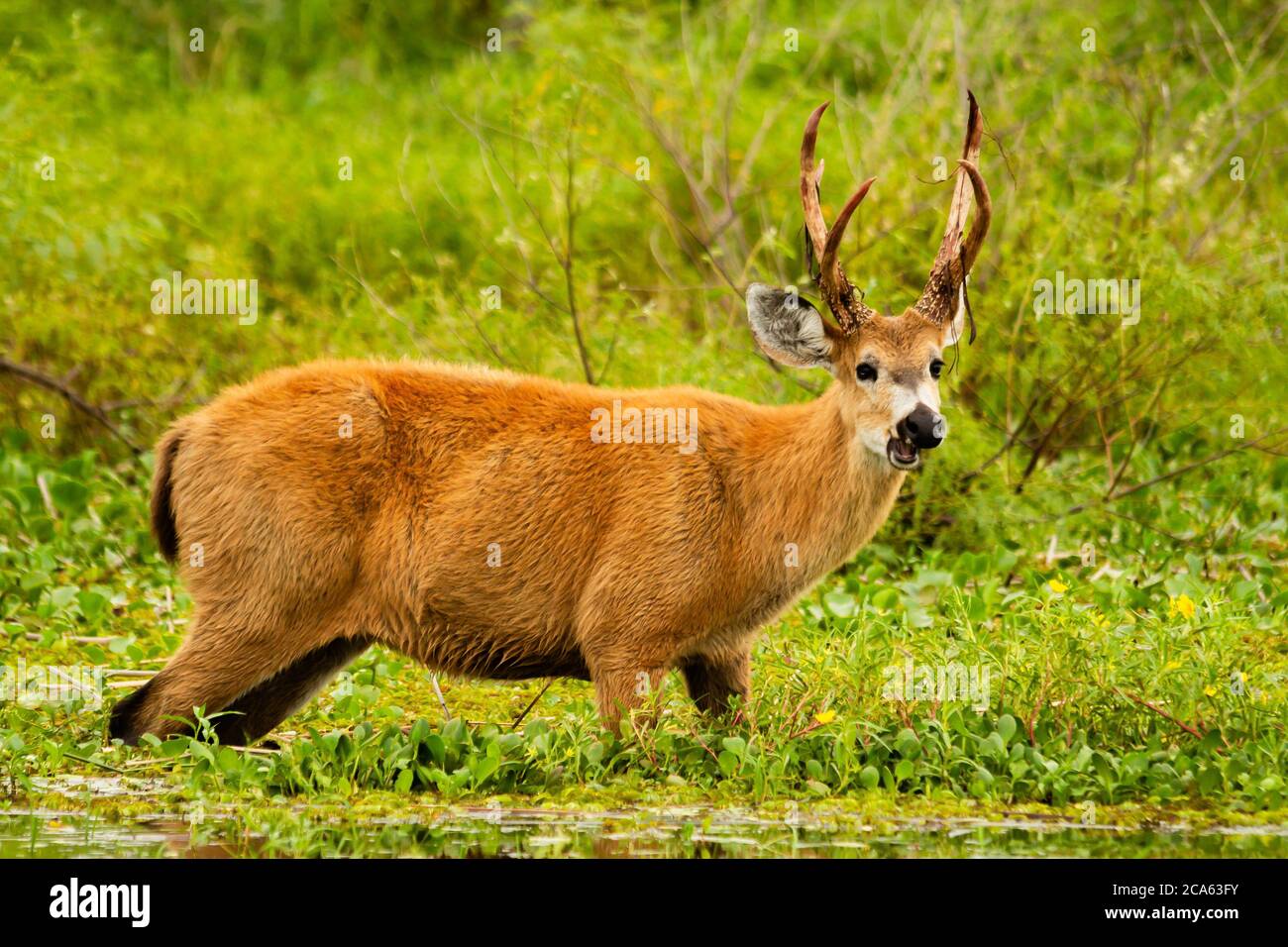 Male of Marsh deer -Blastocerus dichotomus- in Ibera wetland, Argentina ...