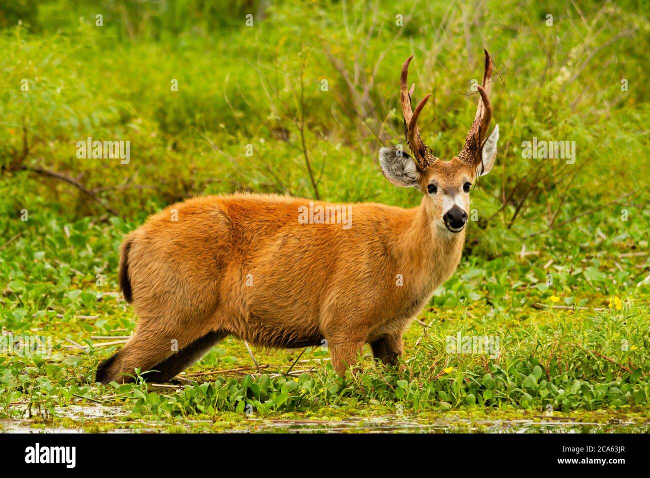 Male of Marsh deer -Blastocerus dichotomus- in Ibera wetland, Argentina ...