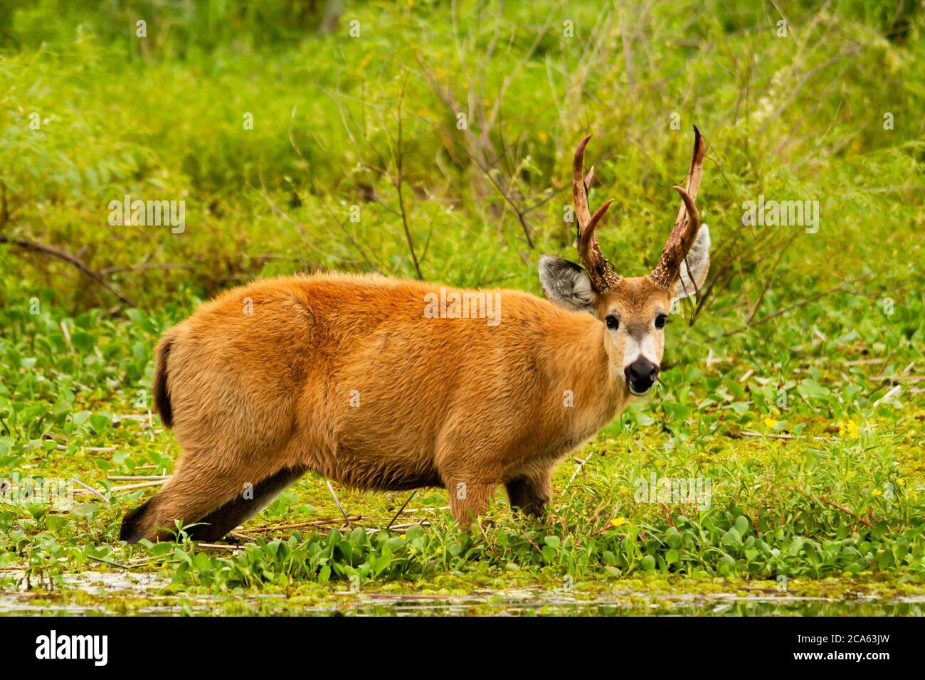 Male of Marsh deer -Blastocerus dichotomus- in Ibera wetland, Argentina ...