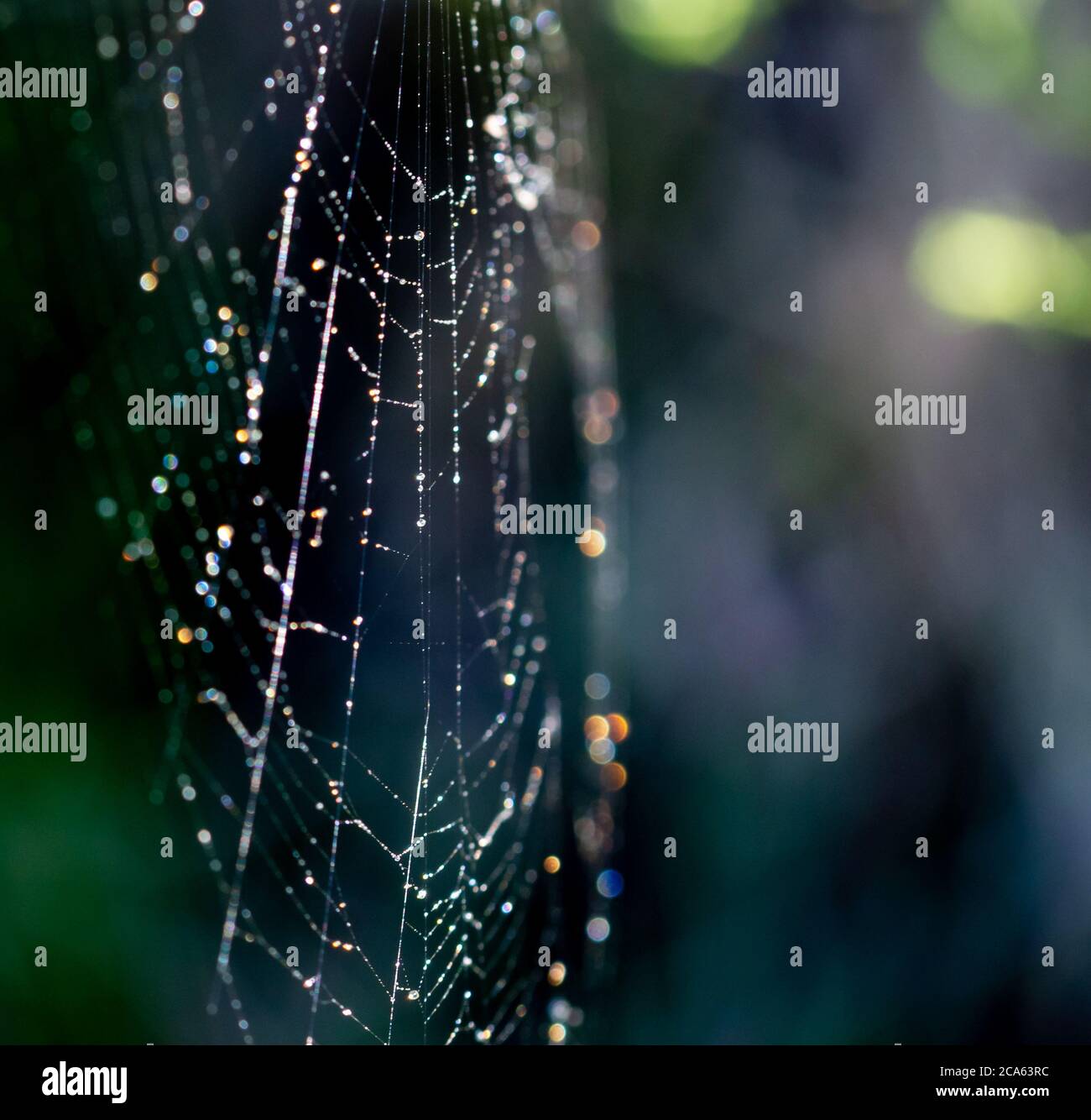 Spider web with small drops of water Stock Photo - Alamy