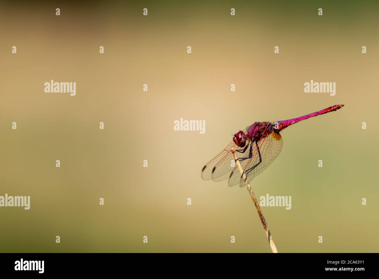 Close-up view of a red dragonfly perched on a reed Stock Photo - Alamy