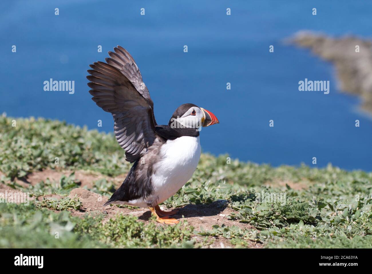 Puffin, Skomer Island Stock Photo - Alamy