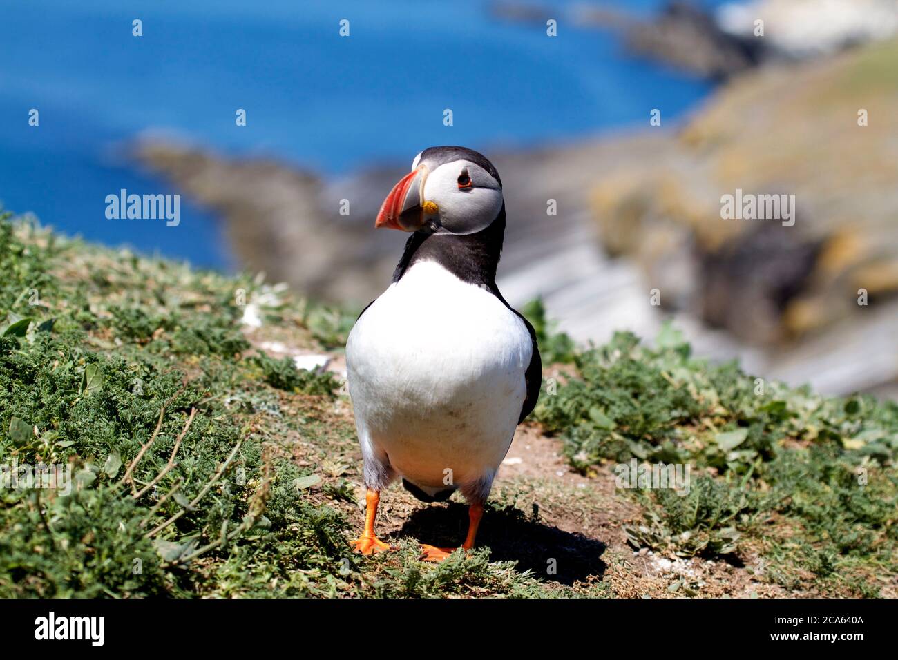Puffin, Skomer Island Stock Photo - Alamy