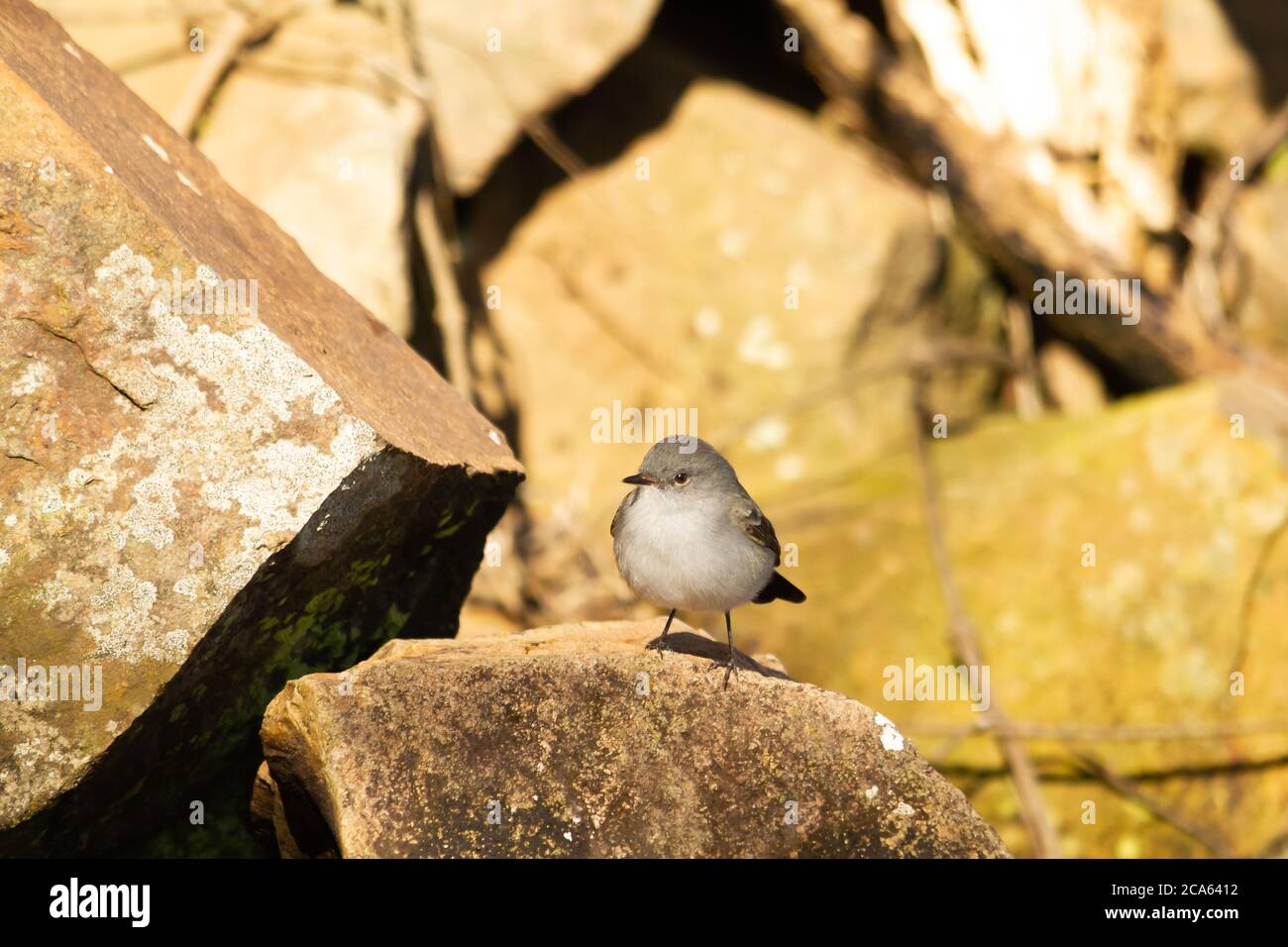 Feed on small birds hi-res stock photography and images - Alamy