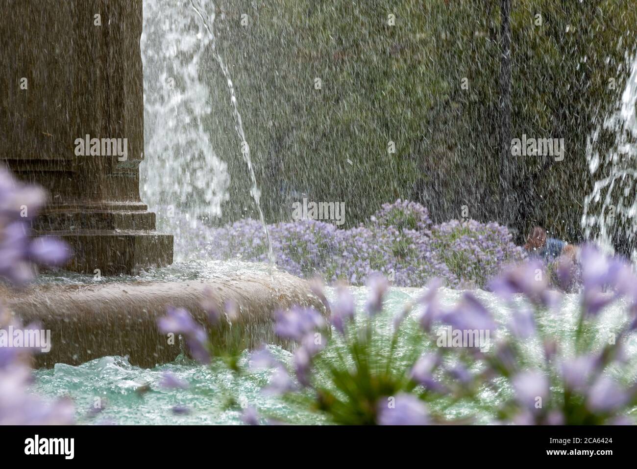 Fountain of Battles in Granada surrounded by purple agapanthus flowers ...