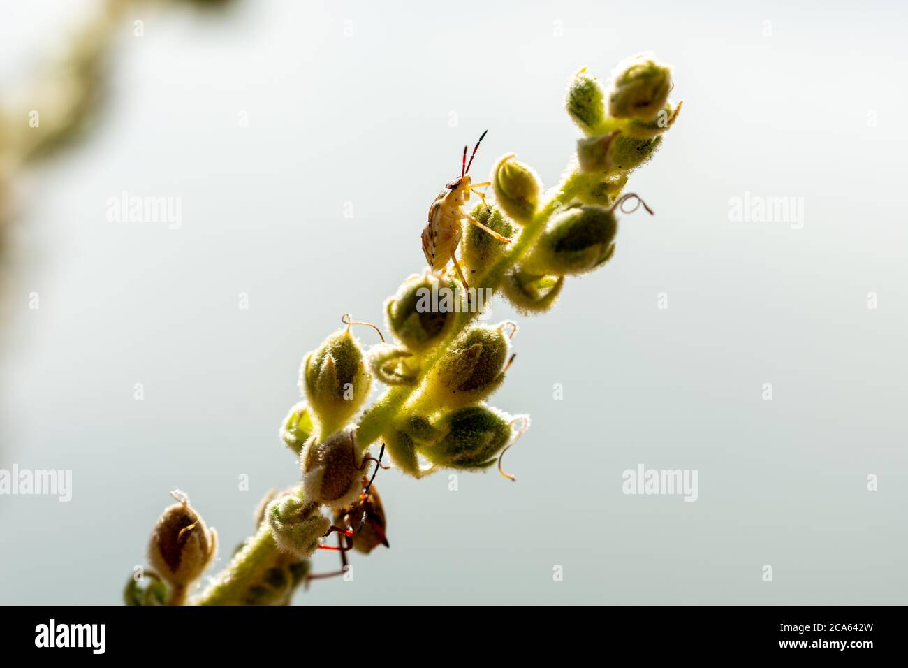 Detail of a white stink bug on the buds of a plant Stock Photo - Alamy