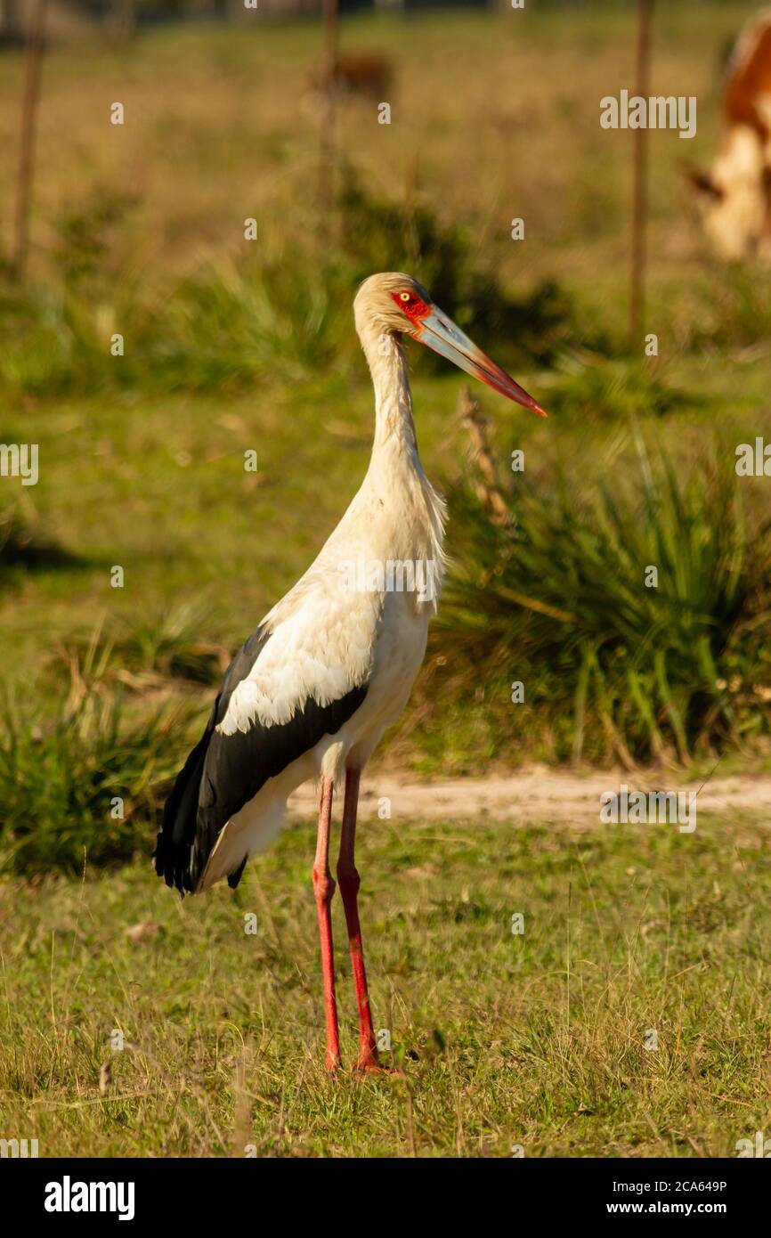 stork standing sideways in a clearing of vegetation in Ibera Stock ...