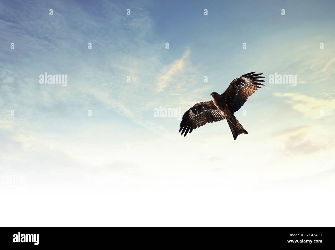 Falcon Flying In Sky