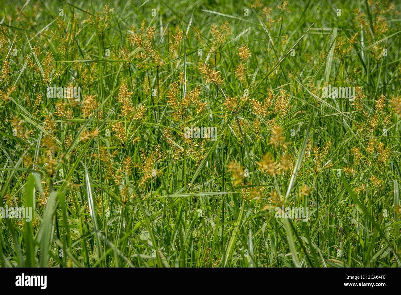 Sedge weeds hi-res stock photography and images - Alamy