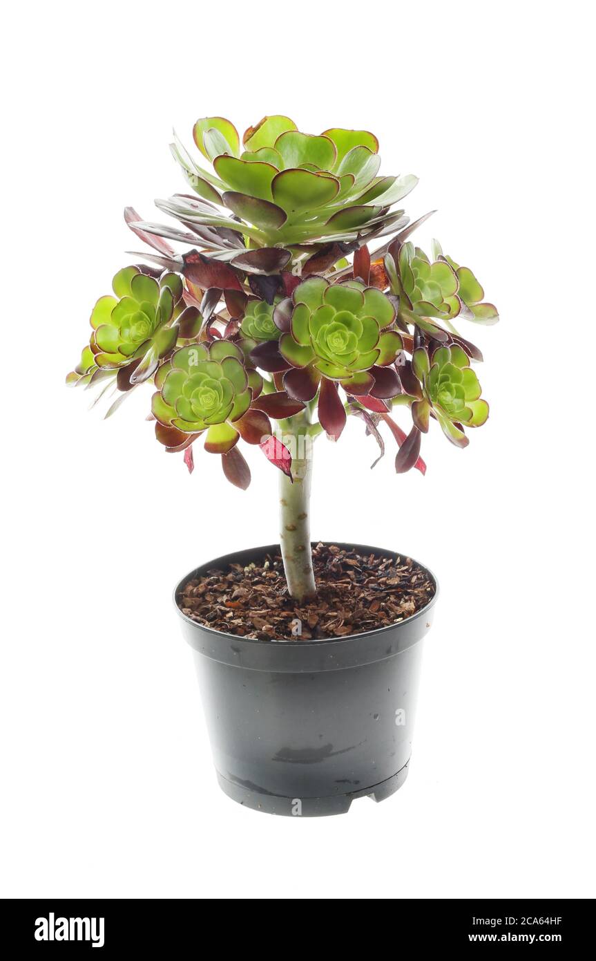 Tree houseleek, Aeonium, plant in a pot isolated against white Stock ...