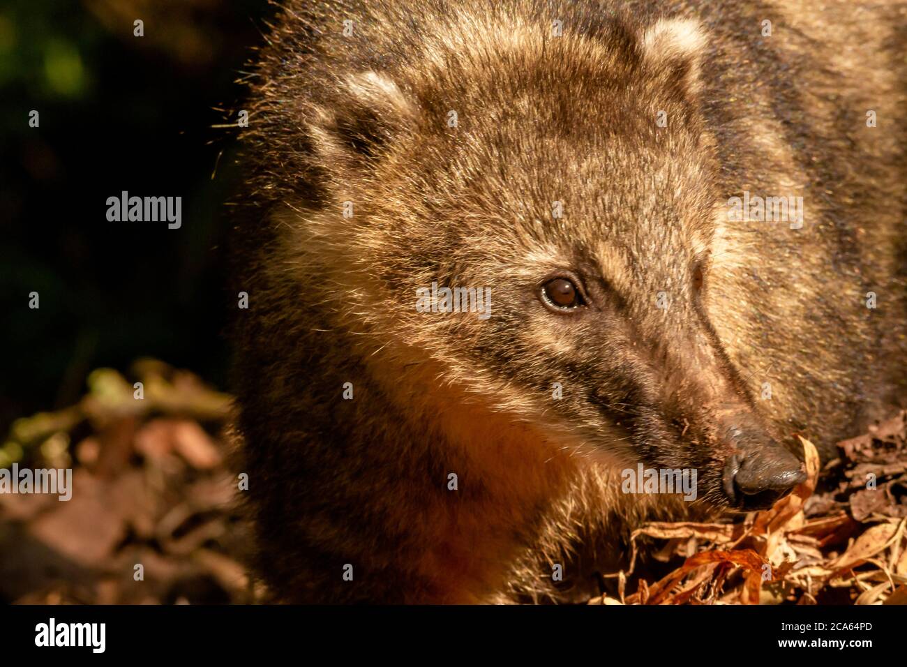 Coati up close hi-res stock photography and images - Alamy
