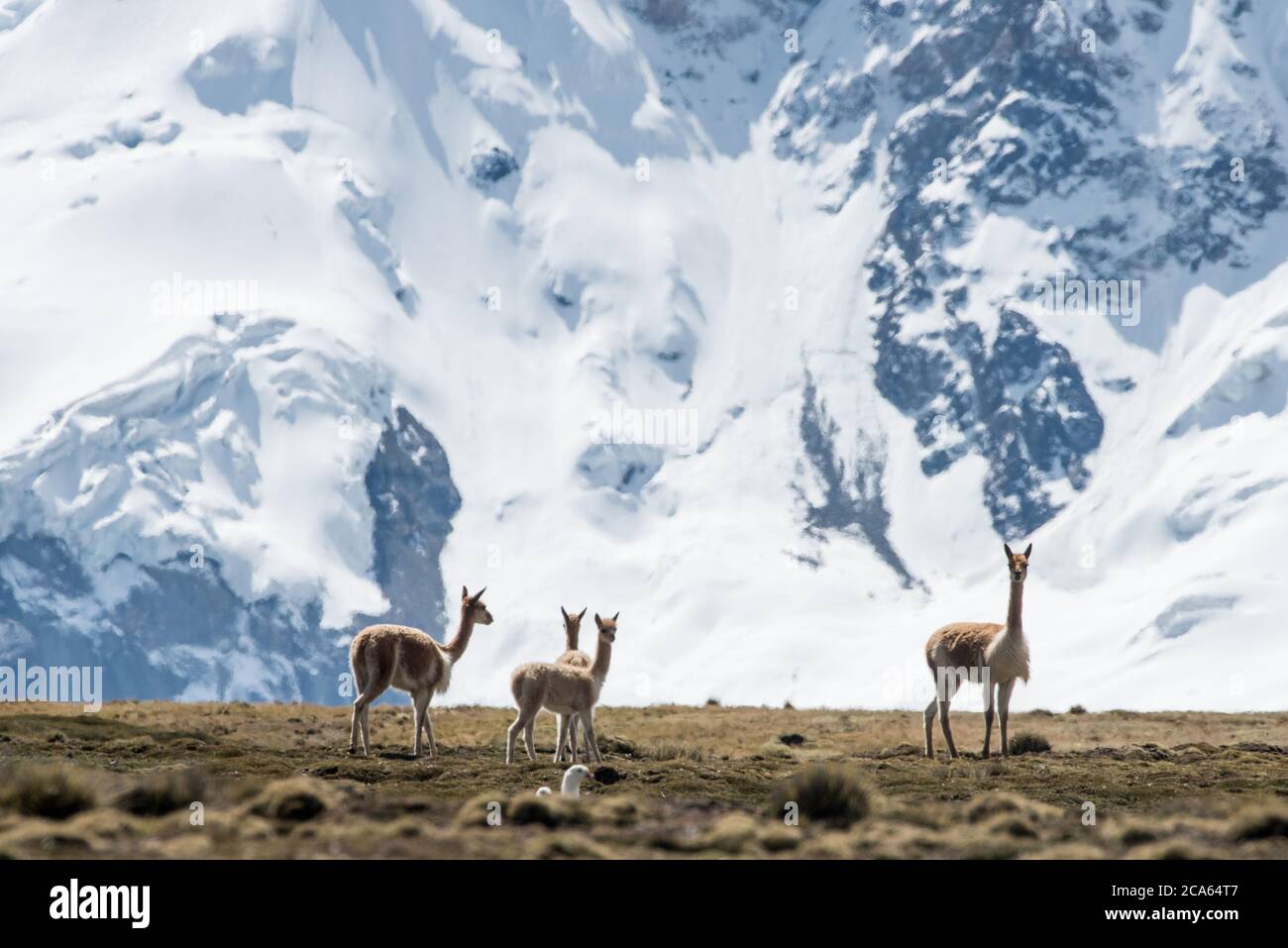 A herd of vicuna (Vicugna vicugna) stand infront of a snowy mountain in ...