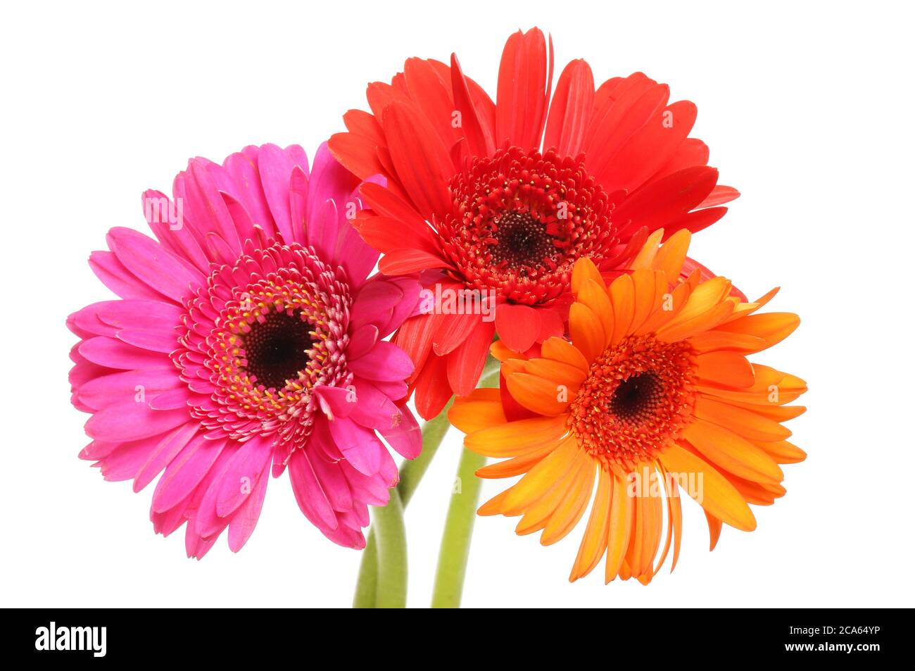 Three gerbera daisy flowers isolated against white Stock Photo - Alamy