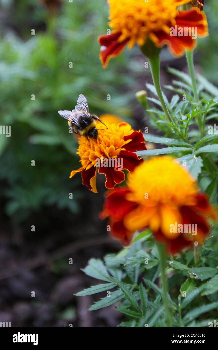 Bee on French Marigold Red Knight - Tagetes Patula - in Yorkshire ...