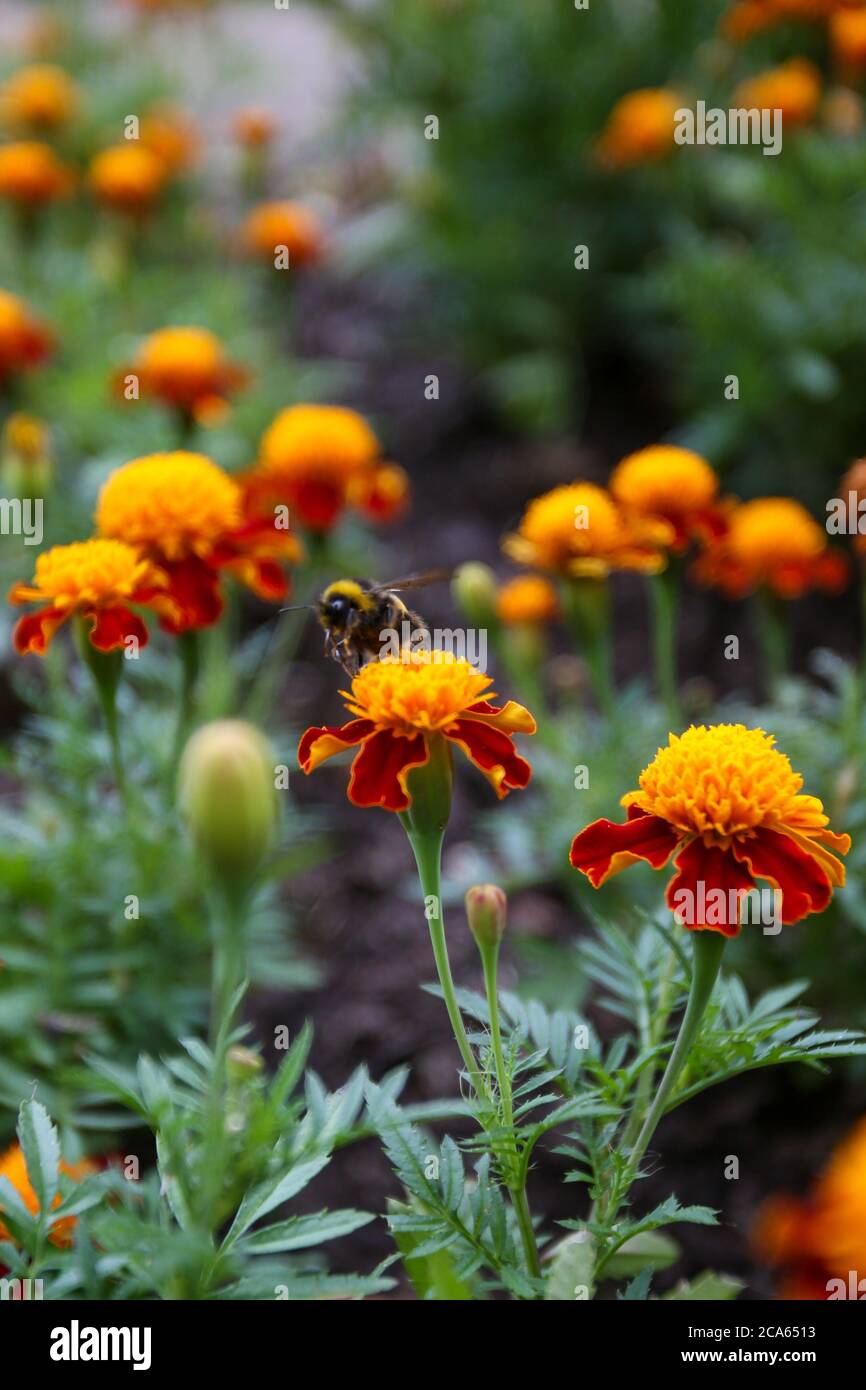 Bee on French Marigold Red Knight - Tagetes Patula - in Yorkshire ...