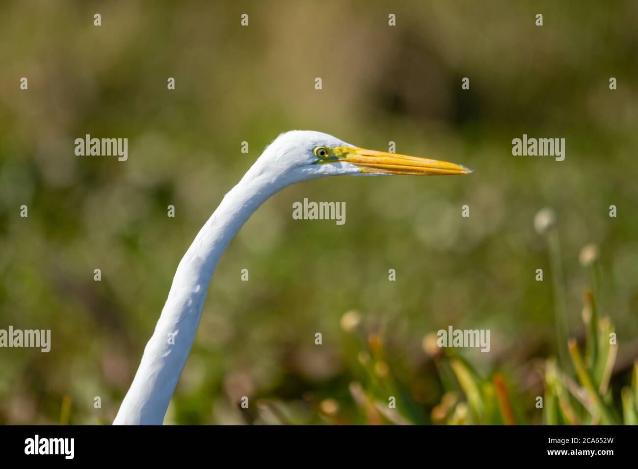White bird big hi-res stock photography and images - Alamy