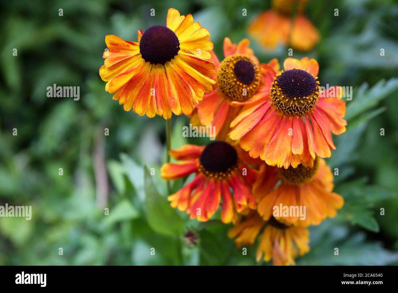 Phlox David in Yorkshire Garden August Flowers Stock Photo - Alamy