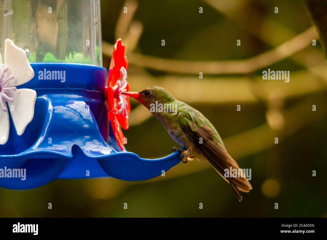 hummingbird sucking sugary water from a trough or trough Stock Photo ...