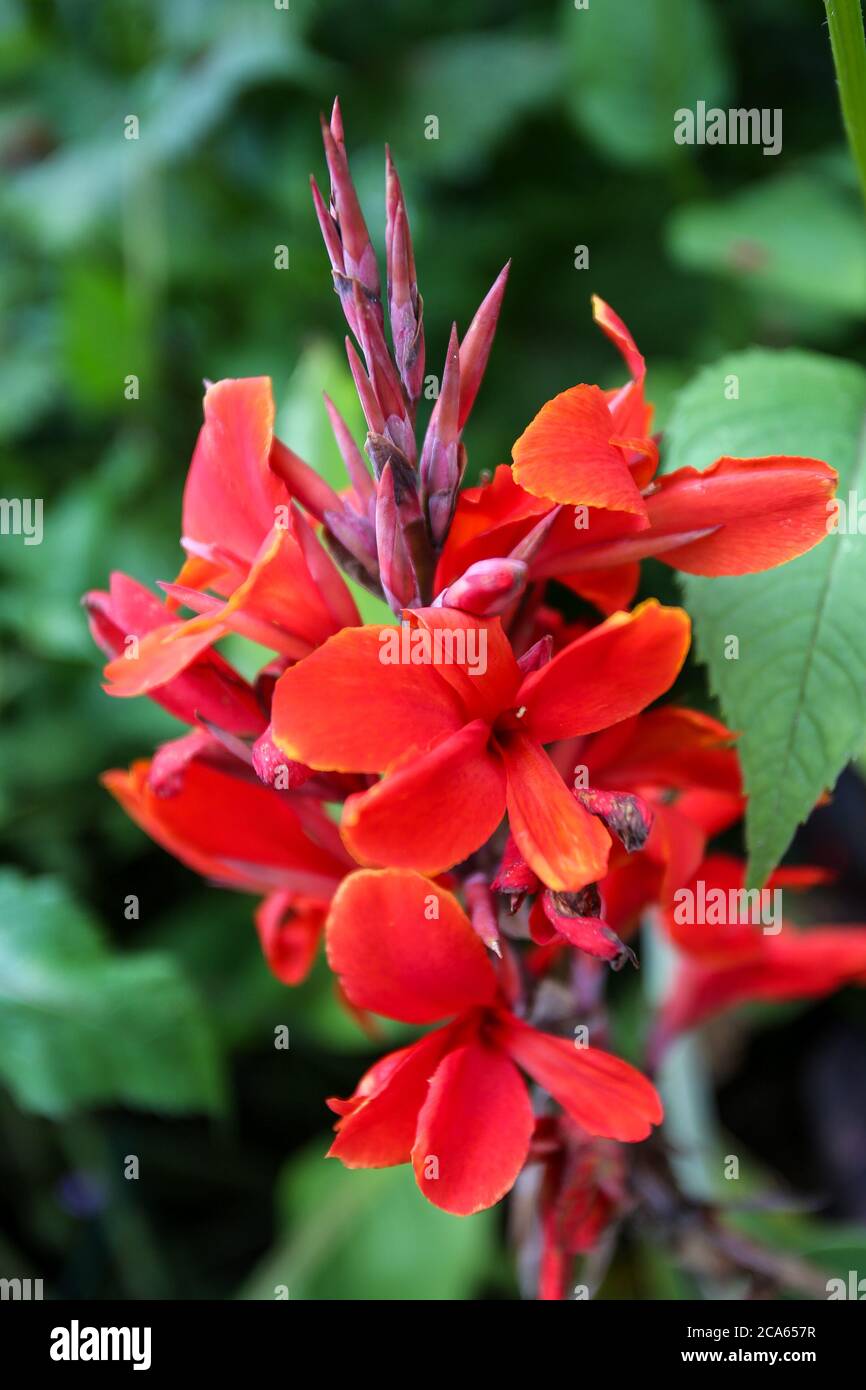 August flowering hi-res stock photography and images - Alamy