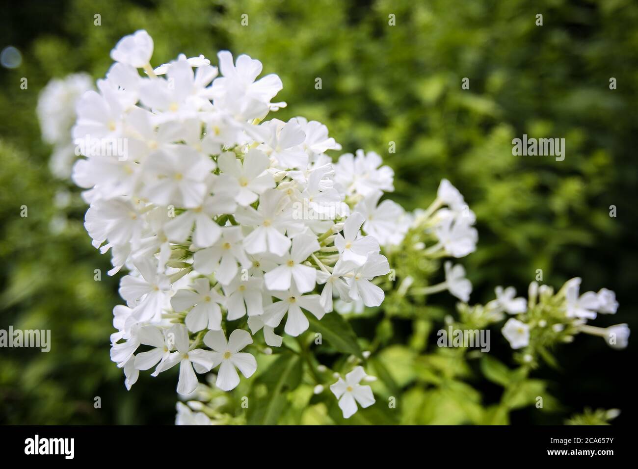August flowers hi-res stock photography and images - Alamy