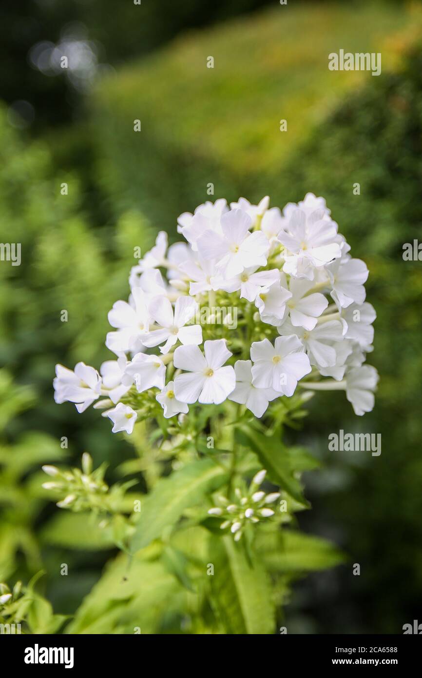 August flowers hi-res stock photography and images - Alamy