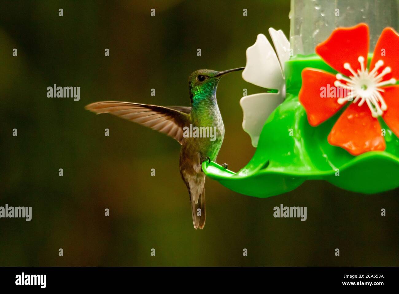 white-throated hummingbird sucking sugary water from a trough or trough ...