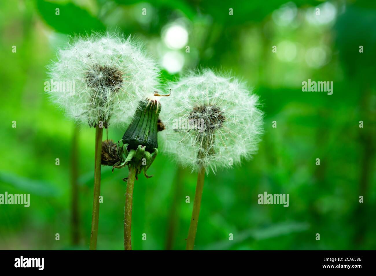 Two dandelion flowers on green hi-res stock photography and images - Alamy