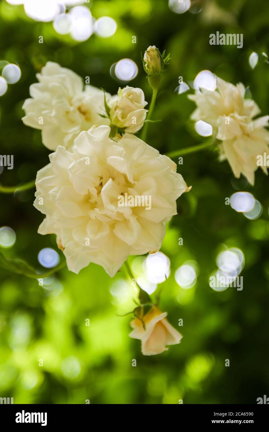 White rose of yorkshire hi-res stock photography and images - Alamy