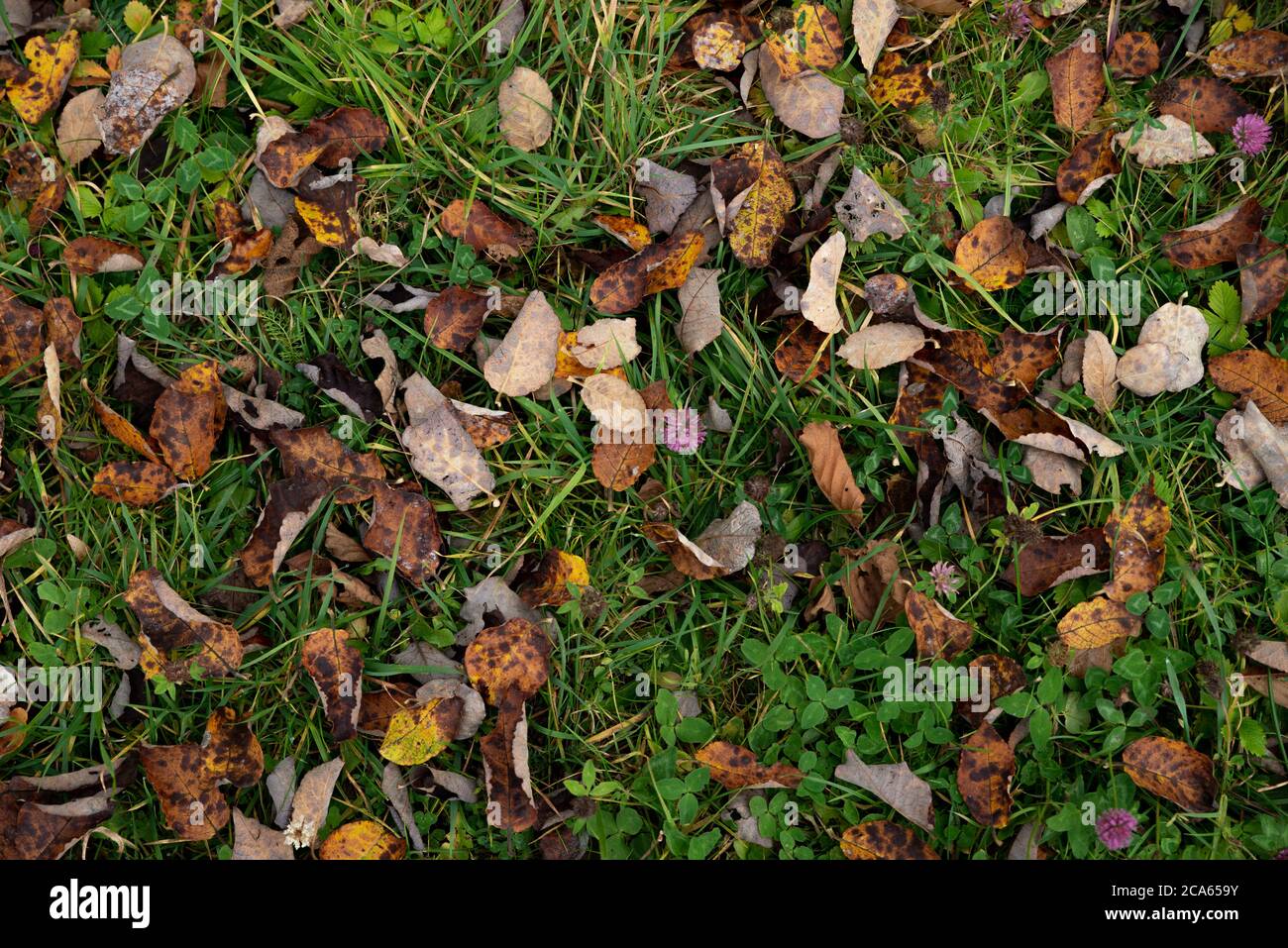 Overhead Grass Texture High Resolution Stock Photography and Images - Alamy