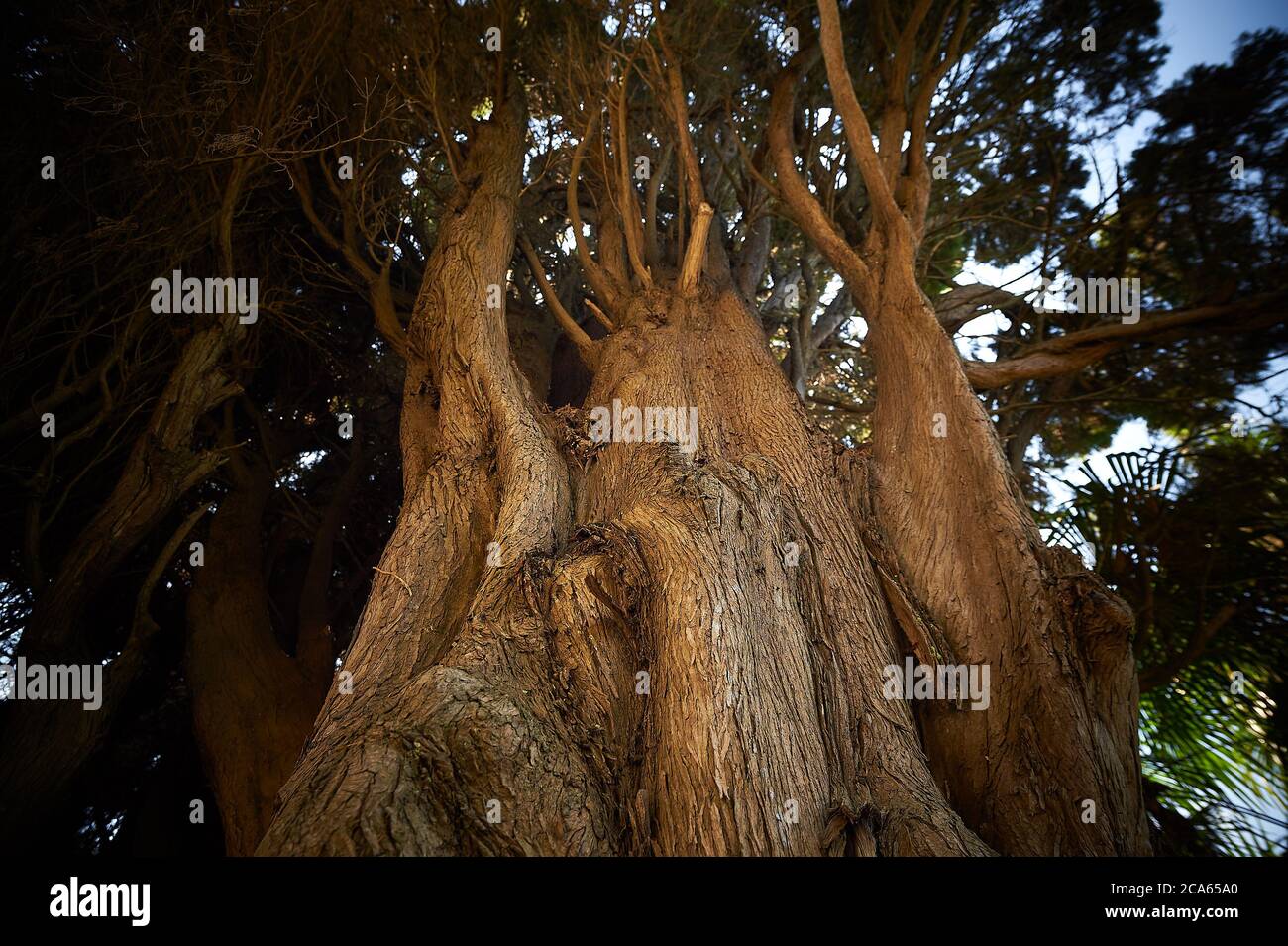 A close up of a tree Stock Photo - Alamy