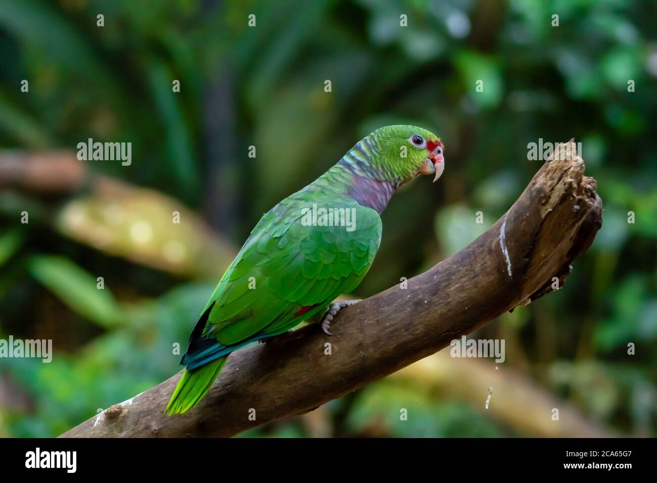 Beautiful Brazilian parrot of all green color resting on a branch in ...