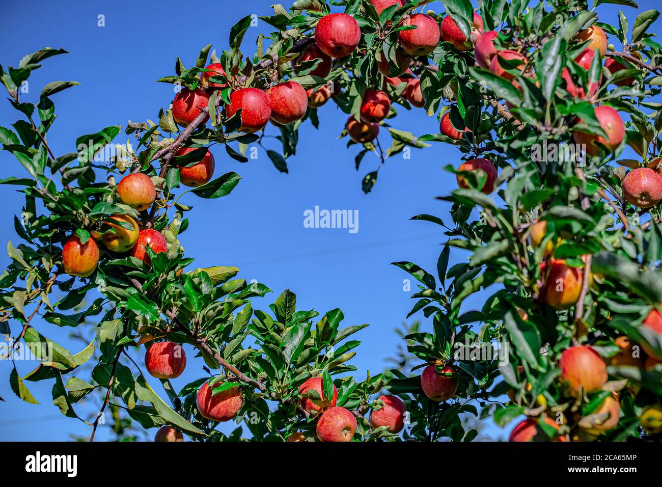 Circular formation in apple orchard Stock Photo - Alamy