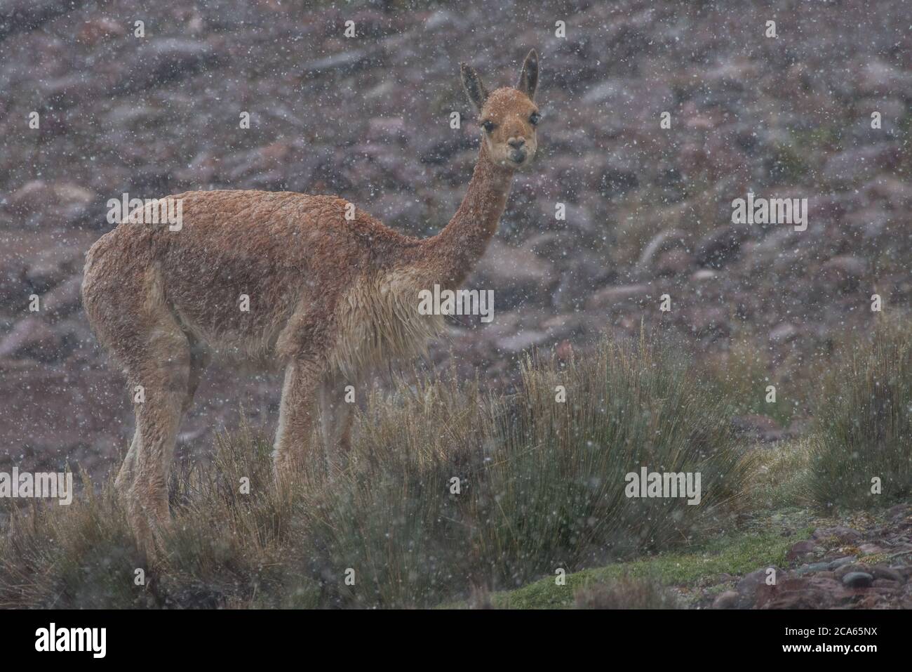 Cold andes hi-res stock photography and images - Alamy