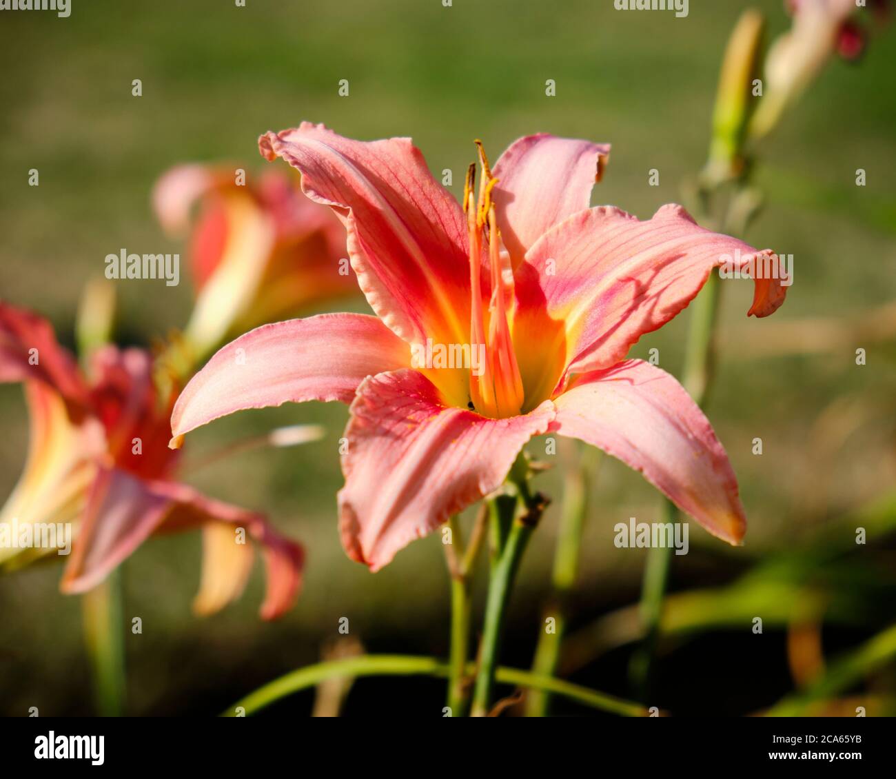 "Raspberry Frolic" Day lily (hemerocallis Hybrida) in full summer bloom ...